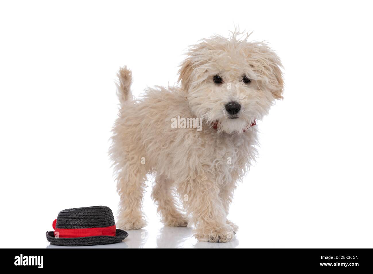 little caniche dog standing next to his hat and looking at the camera ...