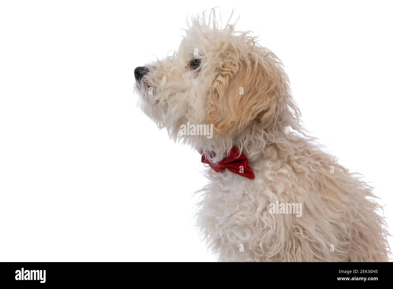 side view of an adorable caniche dog looking ahead and wearing a red ...