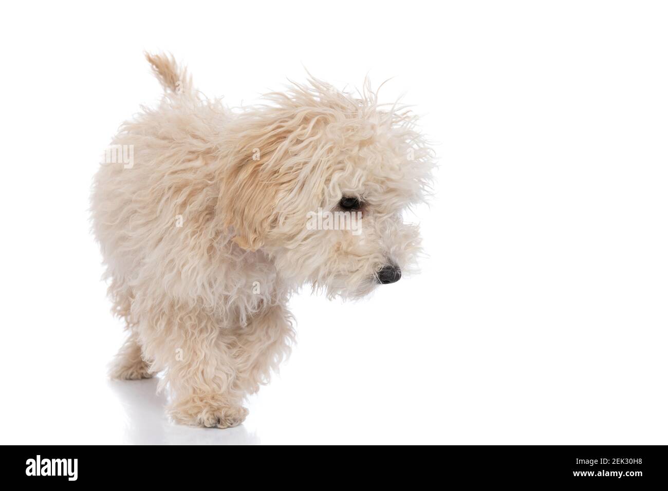 Caniche dog hi-res stock photography and images - Alamy