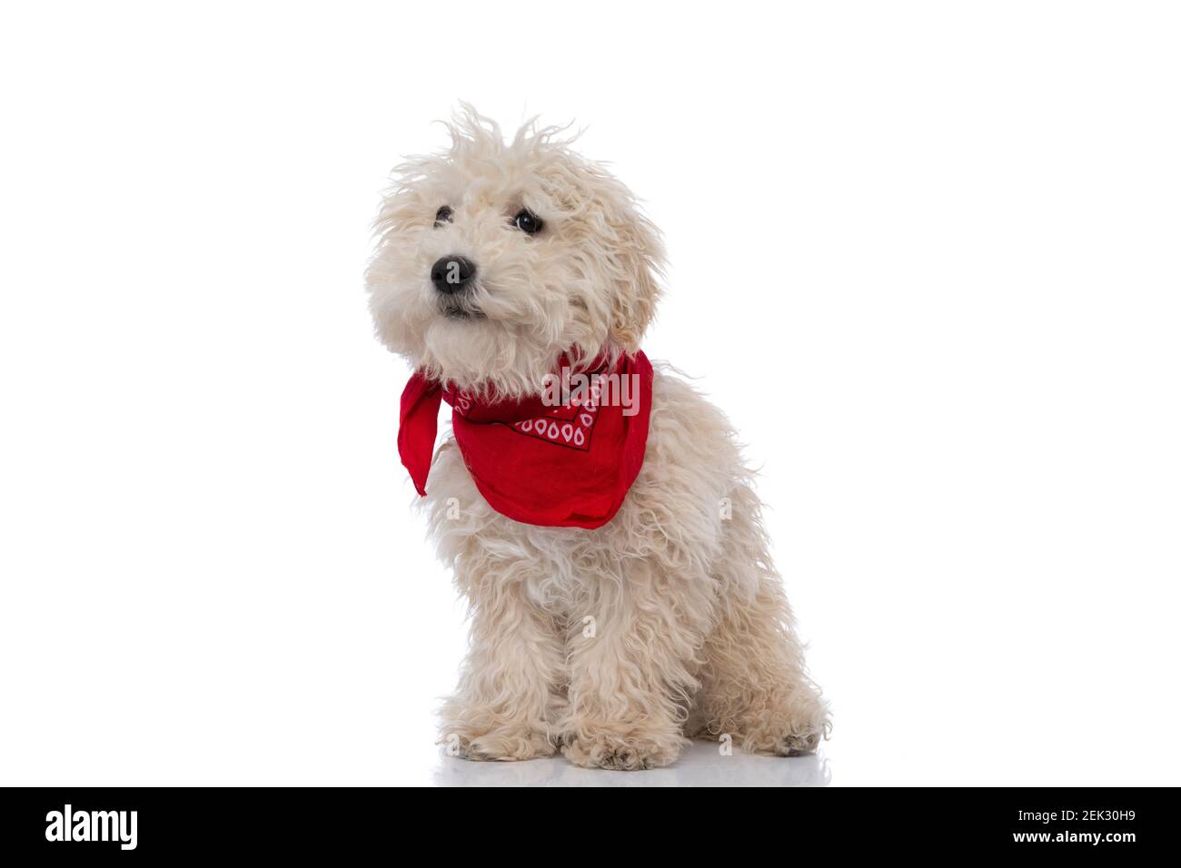 cute caniche dog looking at the camera, wearing a red bandana and ...