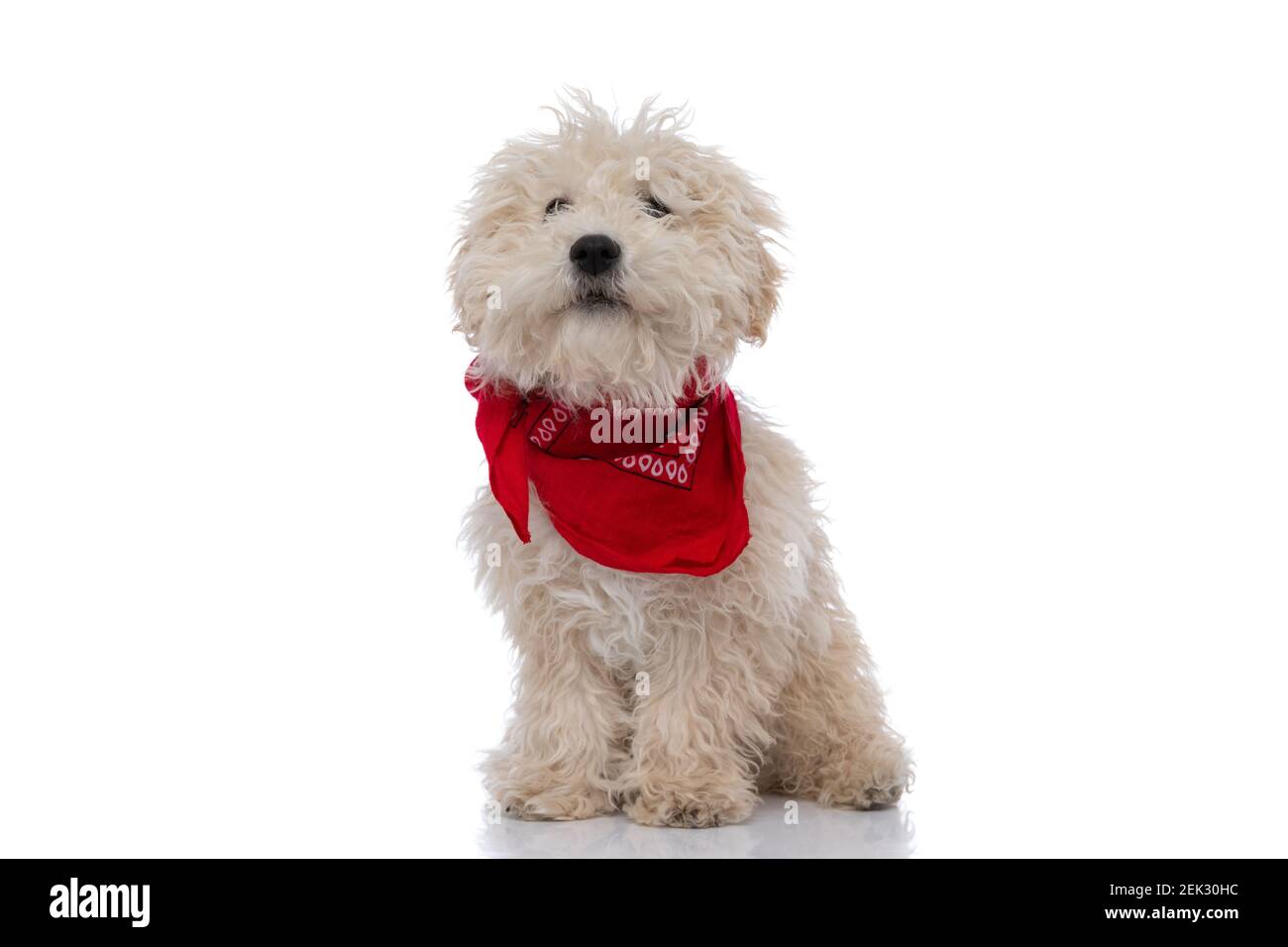 little caniche dog sitting against white background and wearing a red ...