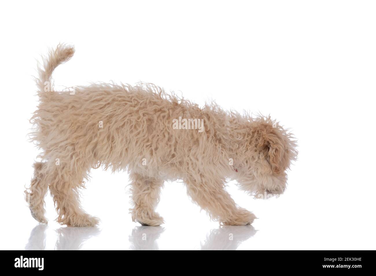 side view of a caniche dog sniffing around, searching for food against ...
