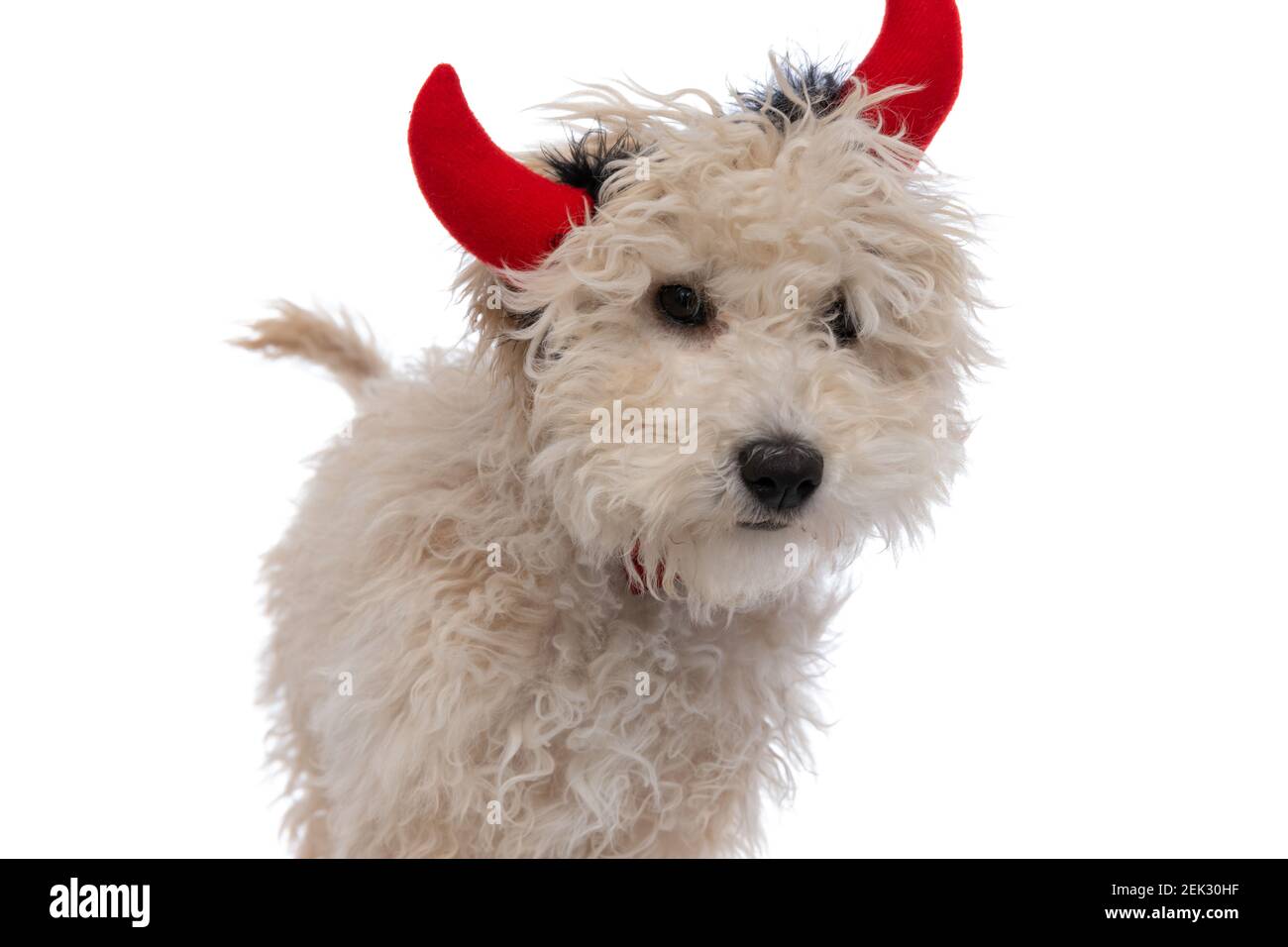 beautiful caniche dog wearing devil horns and bowtie, looking at the ...