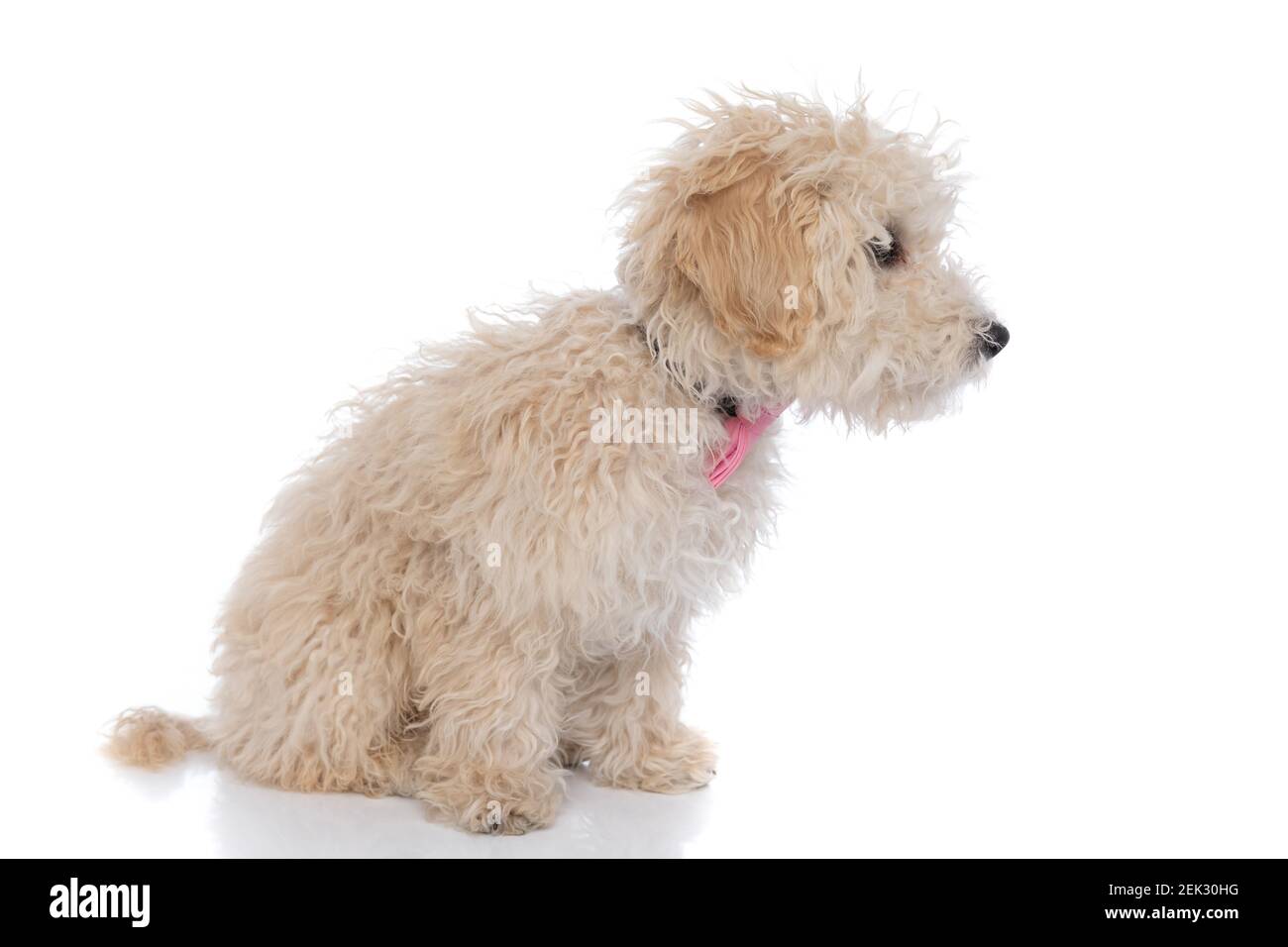 side view of a cute caniche dog sitting and looking ahead, wearing a ...