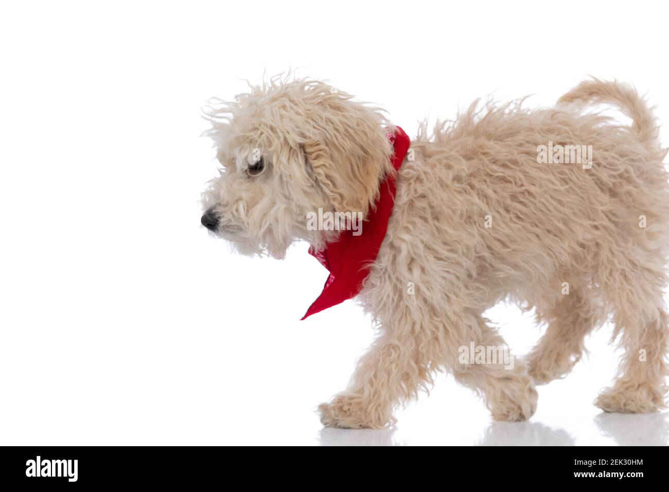 furry caniche dog walking on his path and wearing a red bandana against ...