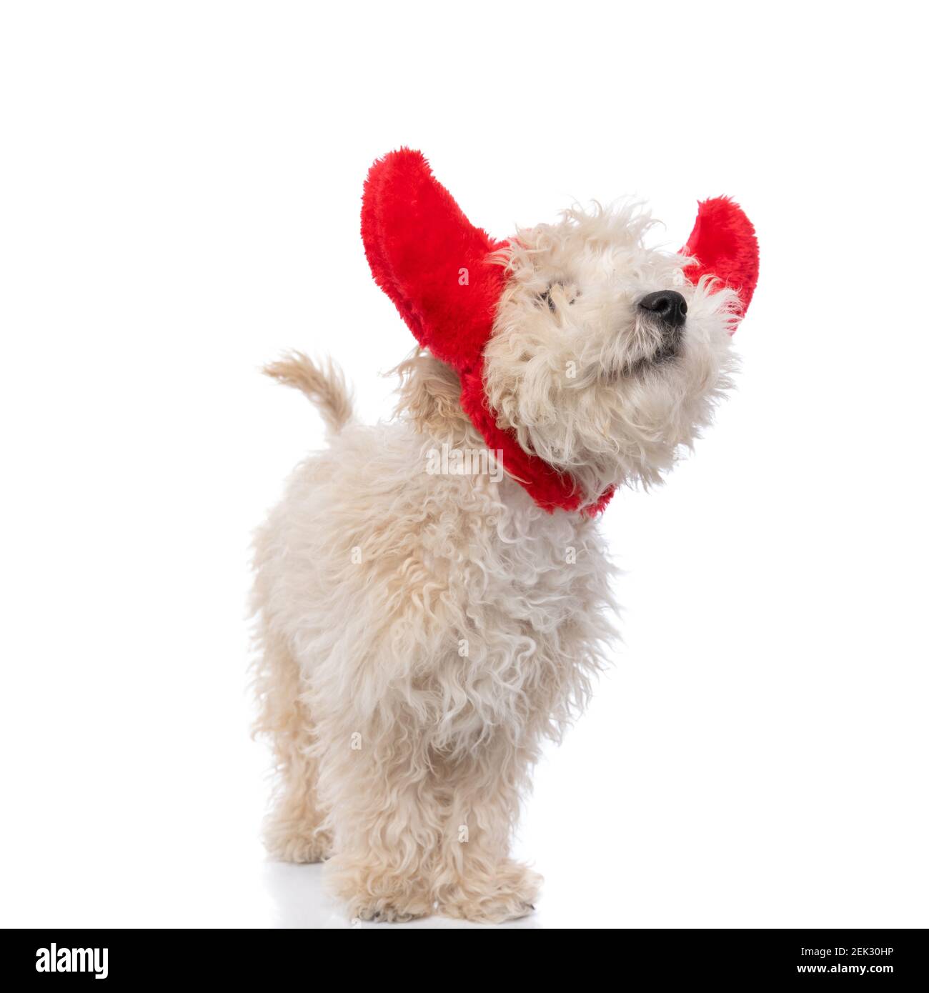 cute caniche dog wearing red devil horns and standing against white ...