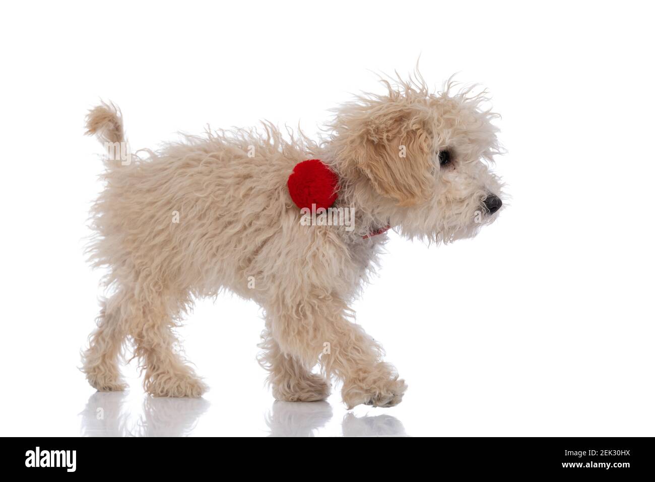 side view of a cute caniche dog walking with fluffy headphones on his ...