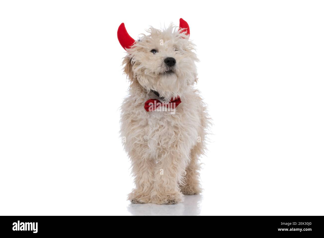 adorable caniche dog wearing a red bowtie and devil horns against white ...