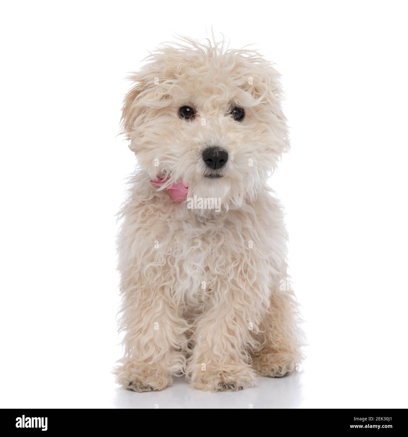 adorable caniche dog posing for the camera and wearing a pink bowtie ...