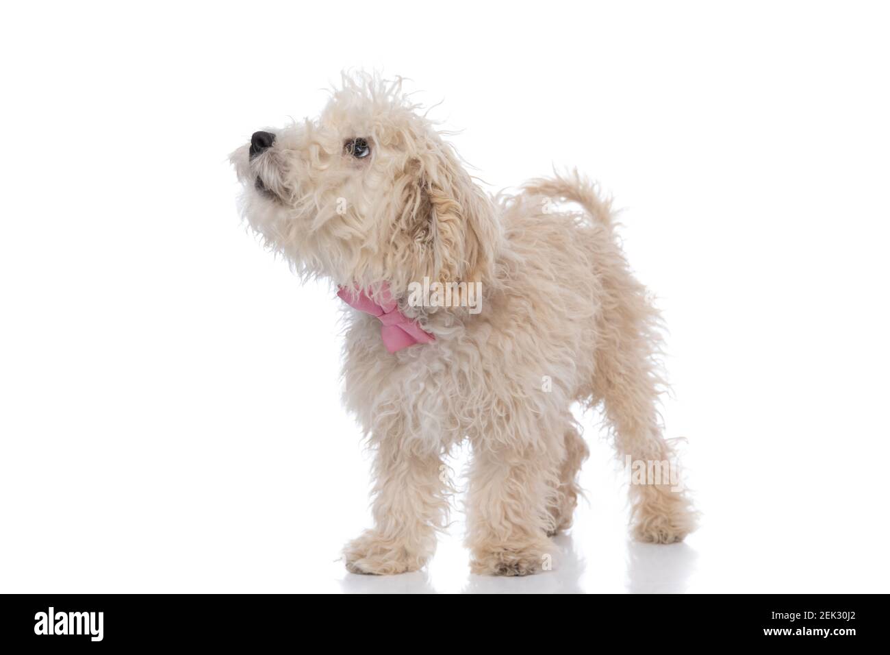 furry caniche dog looking up with humble eyes and wearing a pink bowtie ...