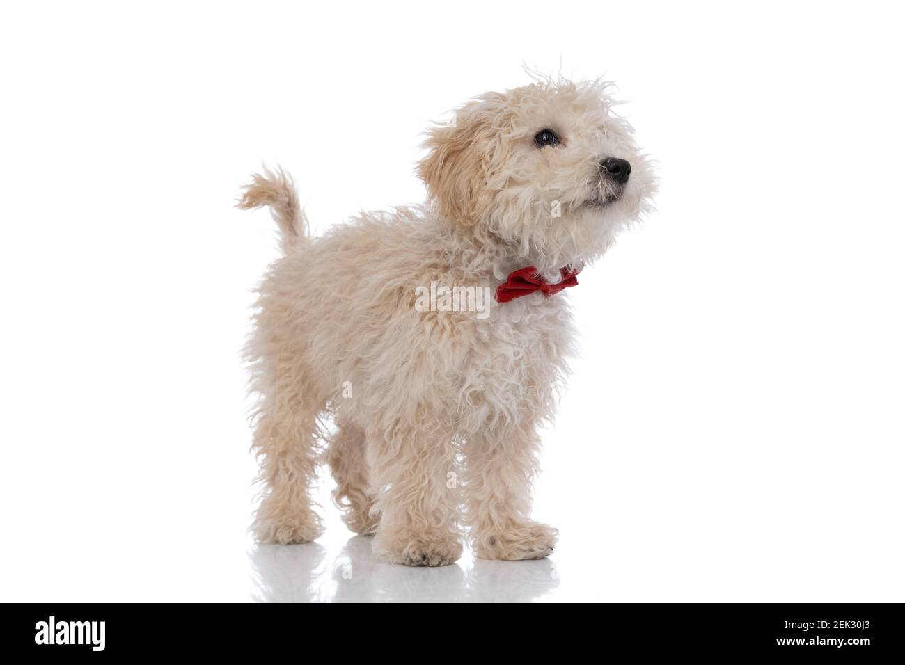 cute caniche dog looking away, wearing a red bowtie and standing ...