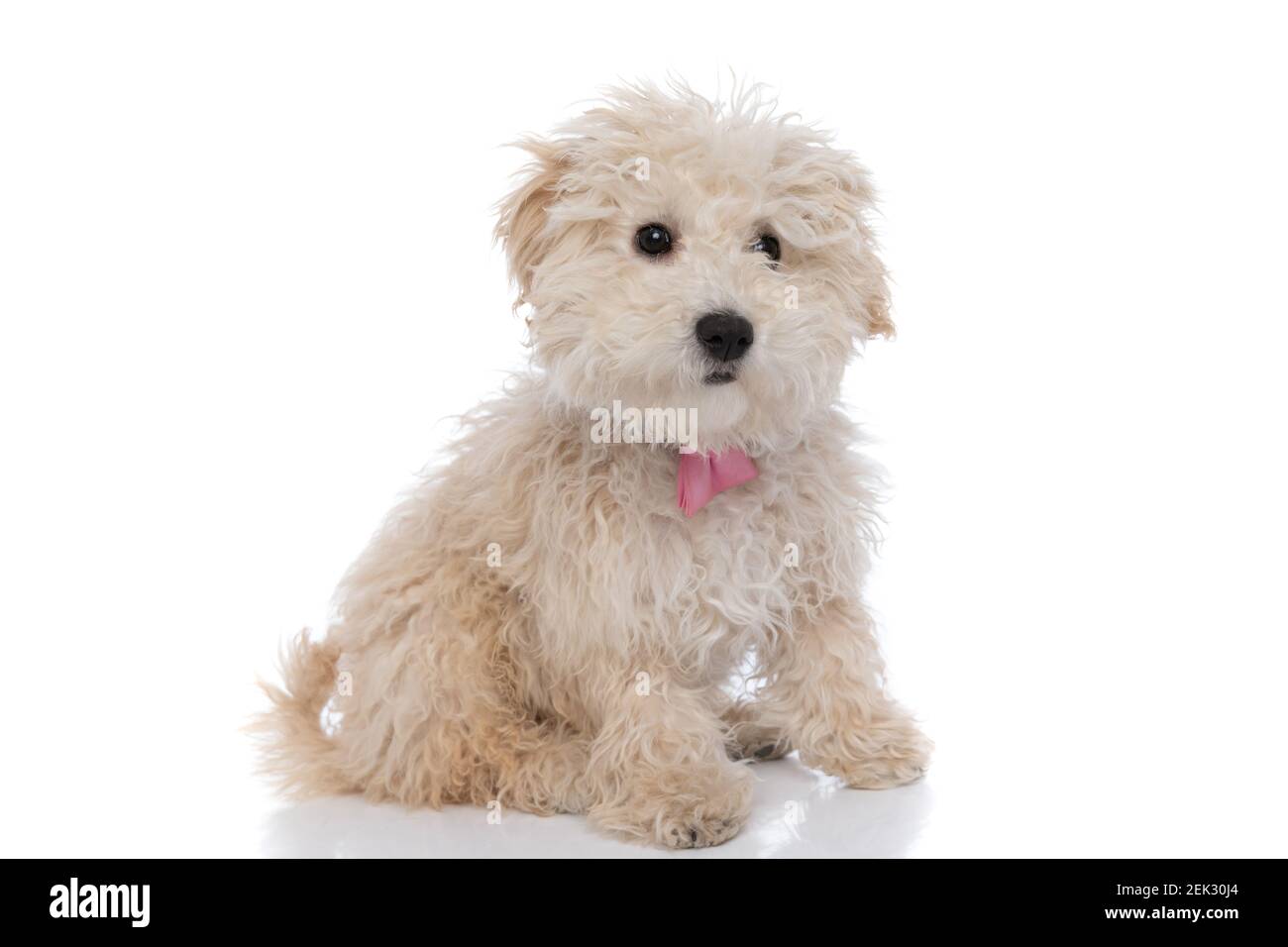 seated caniche dog looking at the camera and wearing a pink bowtie ...