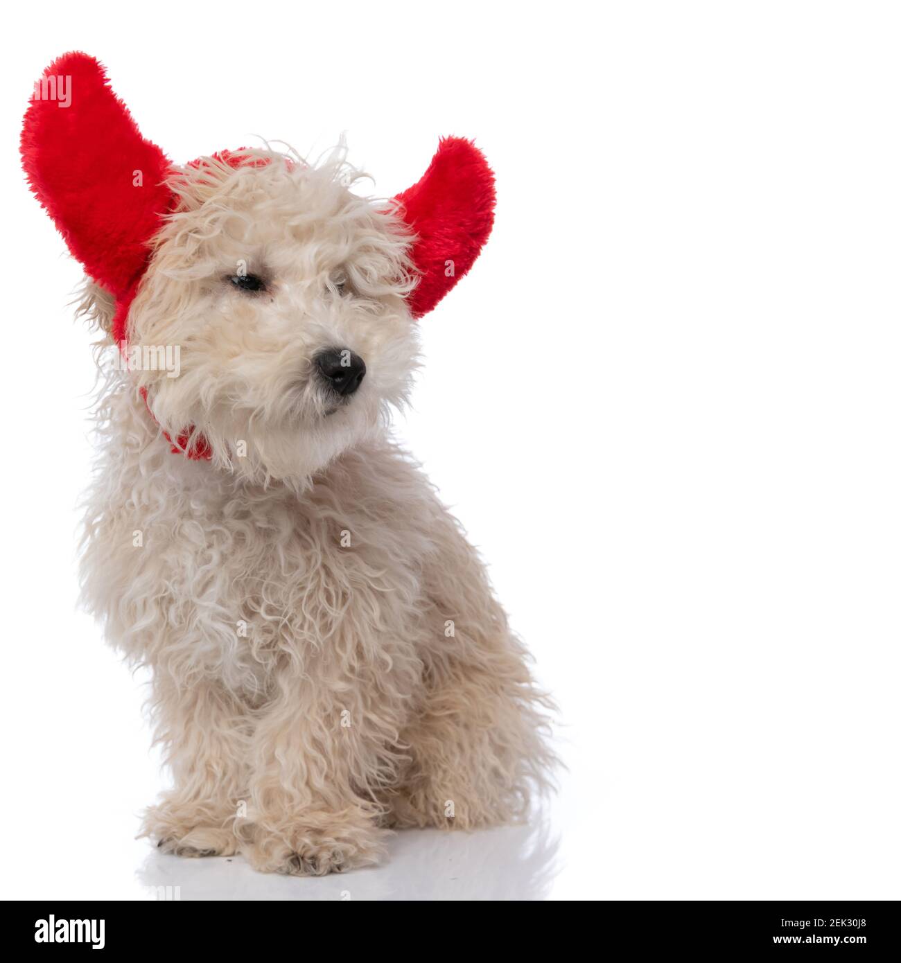 cute grumpy caniche dog wearing red devil horns and looking to side ...