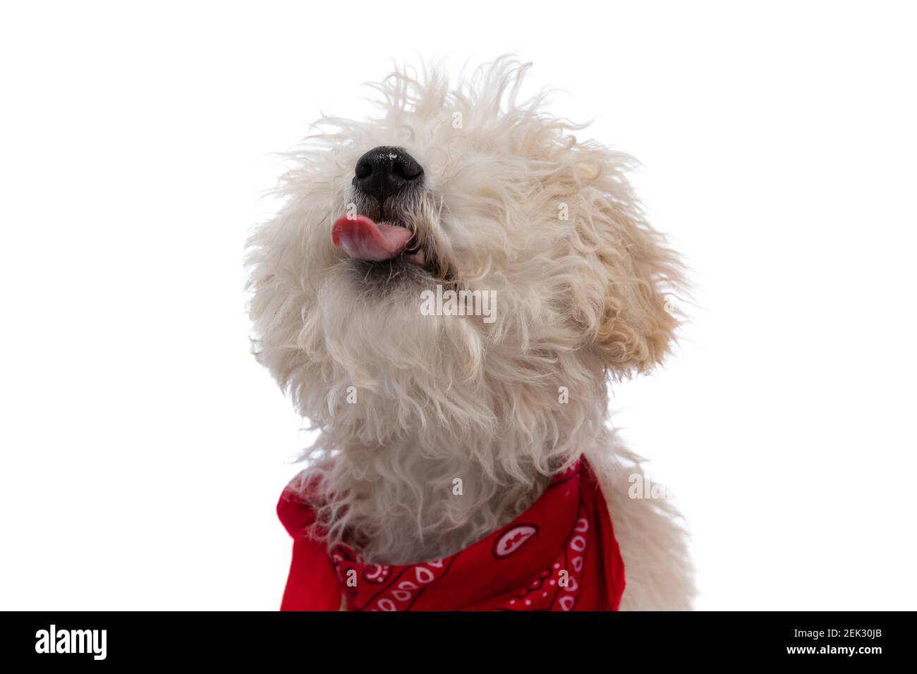 adorable caniche dog sticking his tongue out at the camera and wearing ...