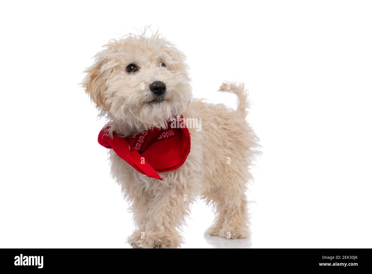 adorable caniche dog standing one way and looking the other, wearing a ...