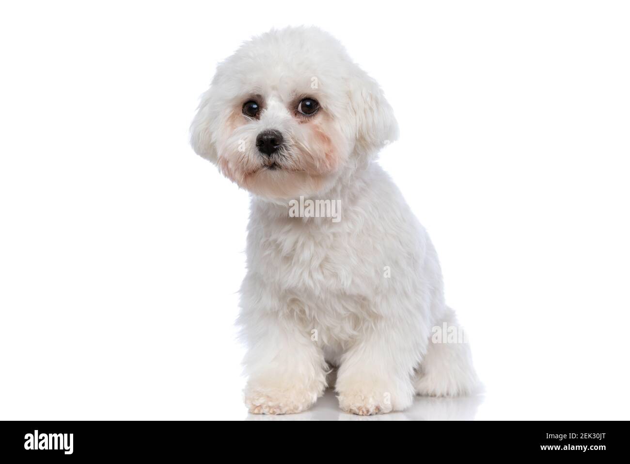 small bichon dog looking at the camera and sitting against white studio ...