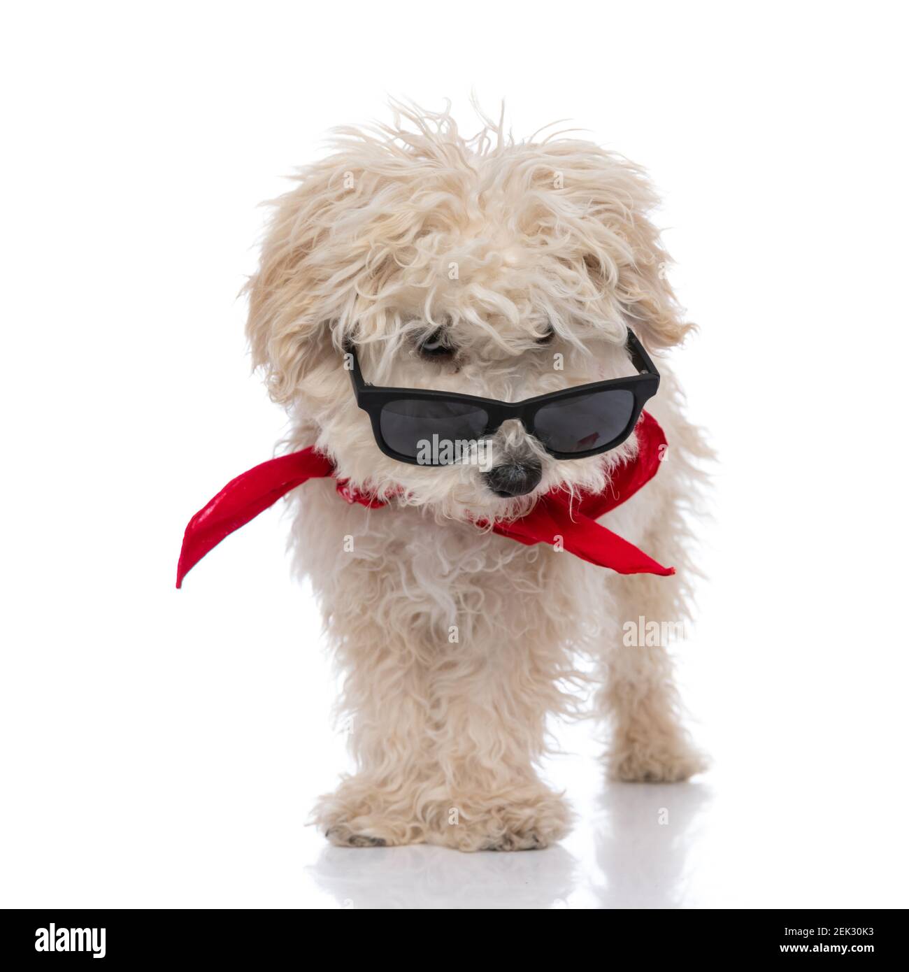 beautiful caniche dog looking over his sunglasses and wearing a red ...