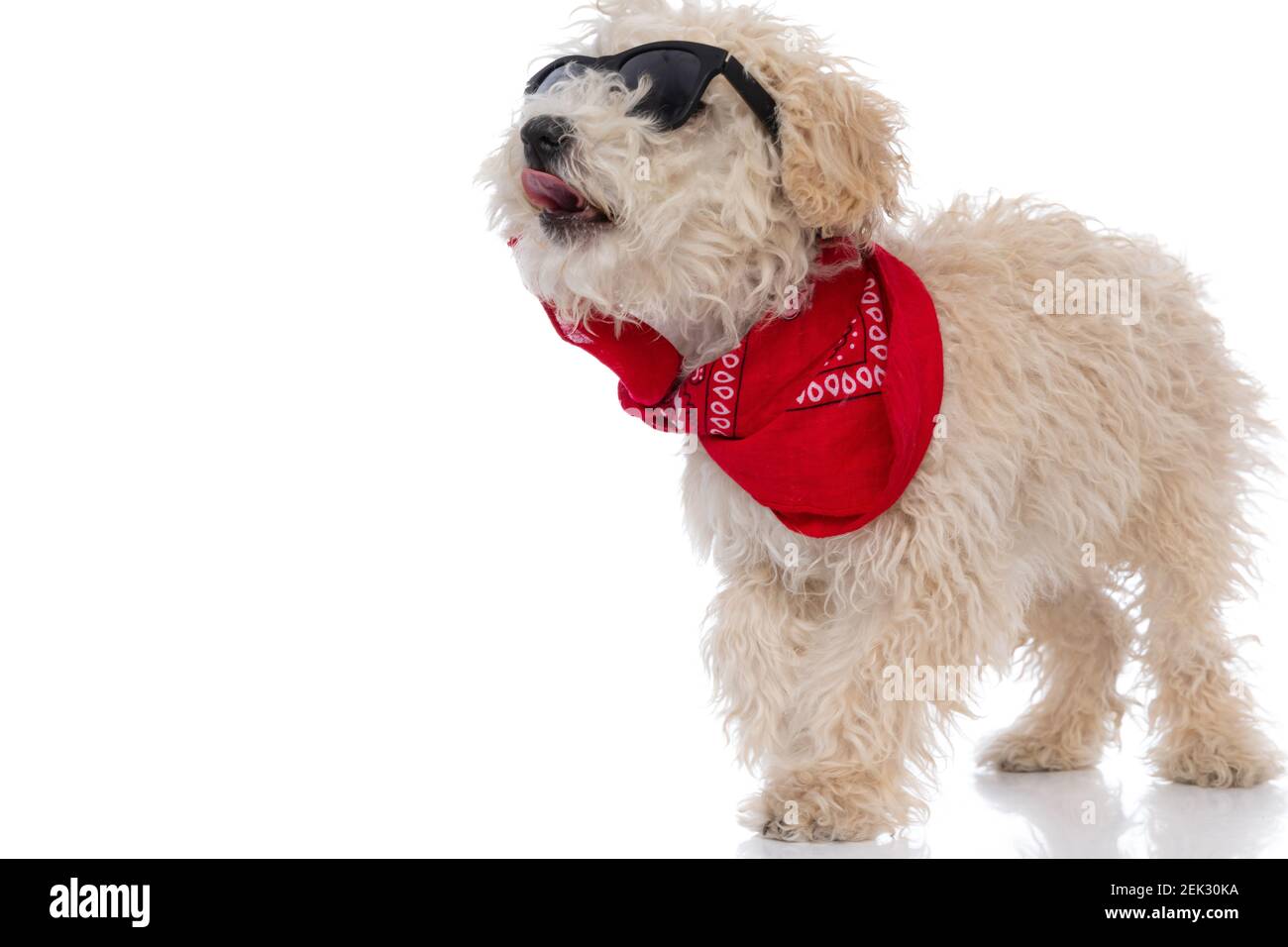 side view of a cool caniche dog wearing sunglasses and bandana, licking ...