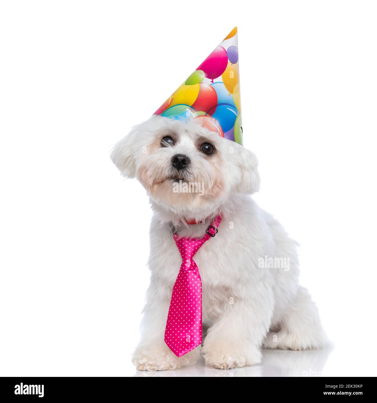 seated bichon dog wearing a pink tie and a birthday hat against white ...