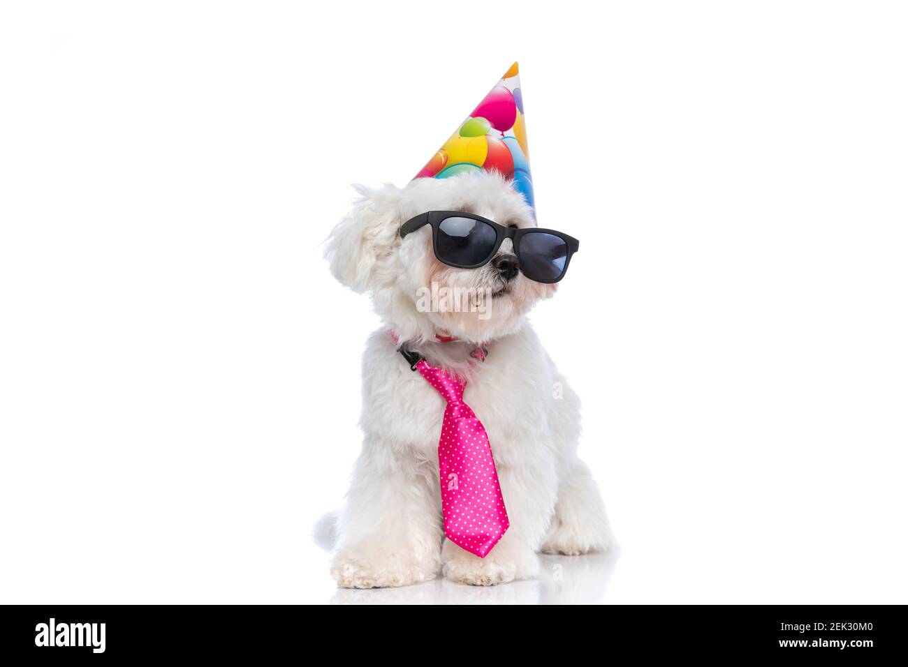 seated cute bichon dog wearing sunglasses, pink tie and a birthday hat ...