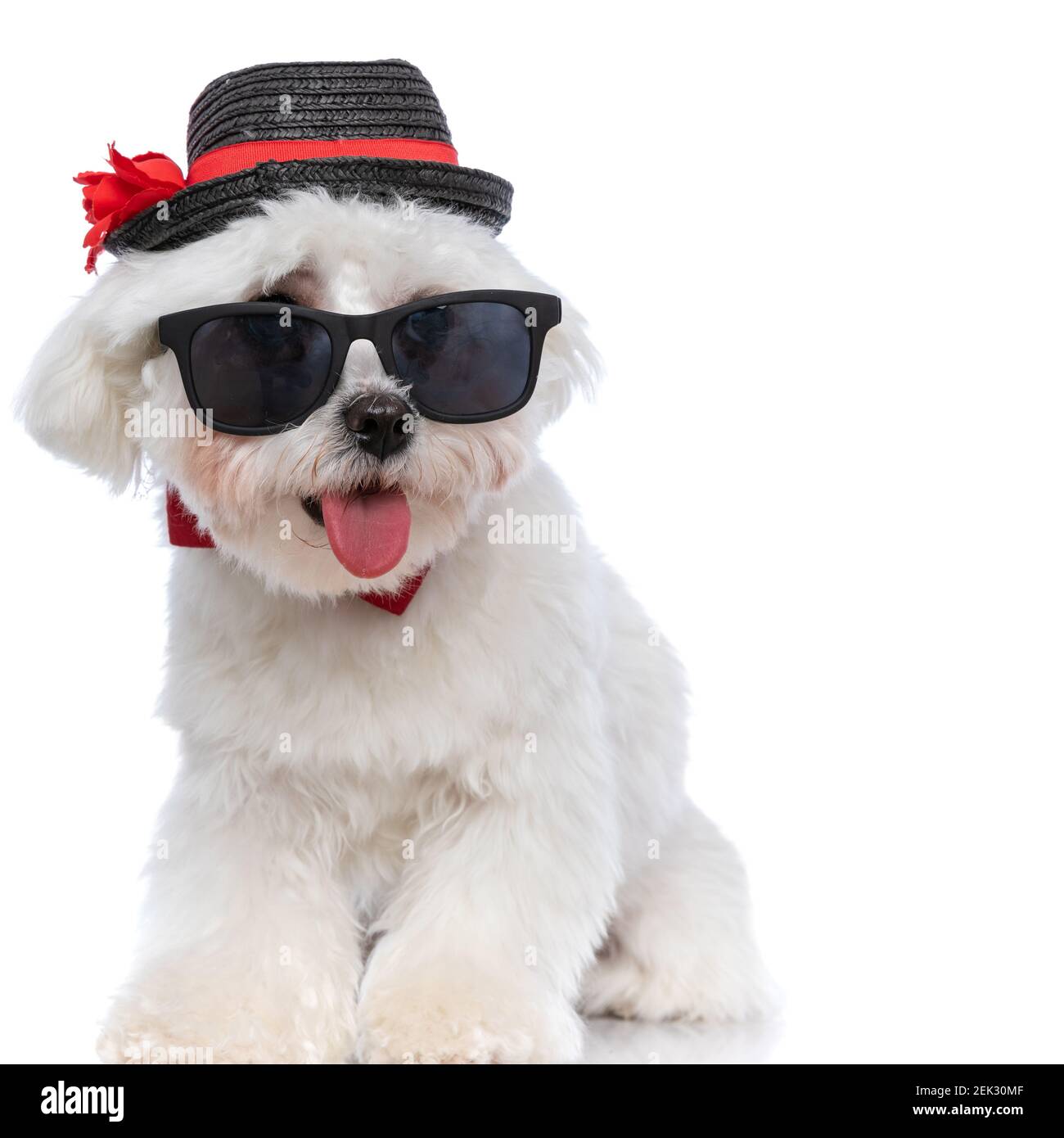 elegant bichon dog panting and wearing a hat and sunglasses on white ...