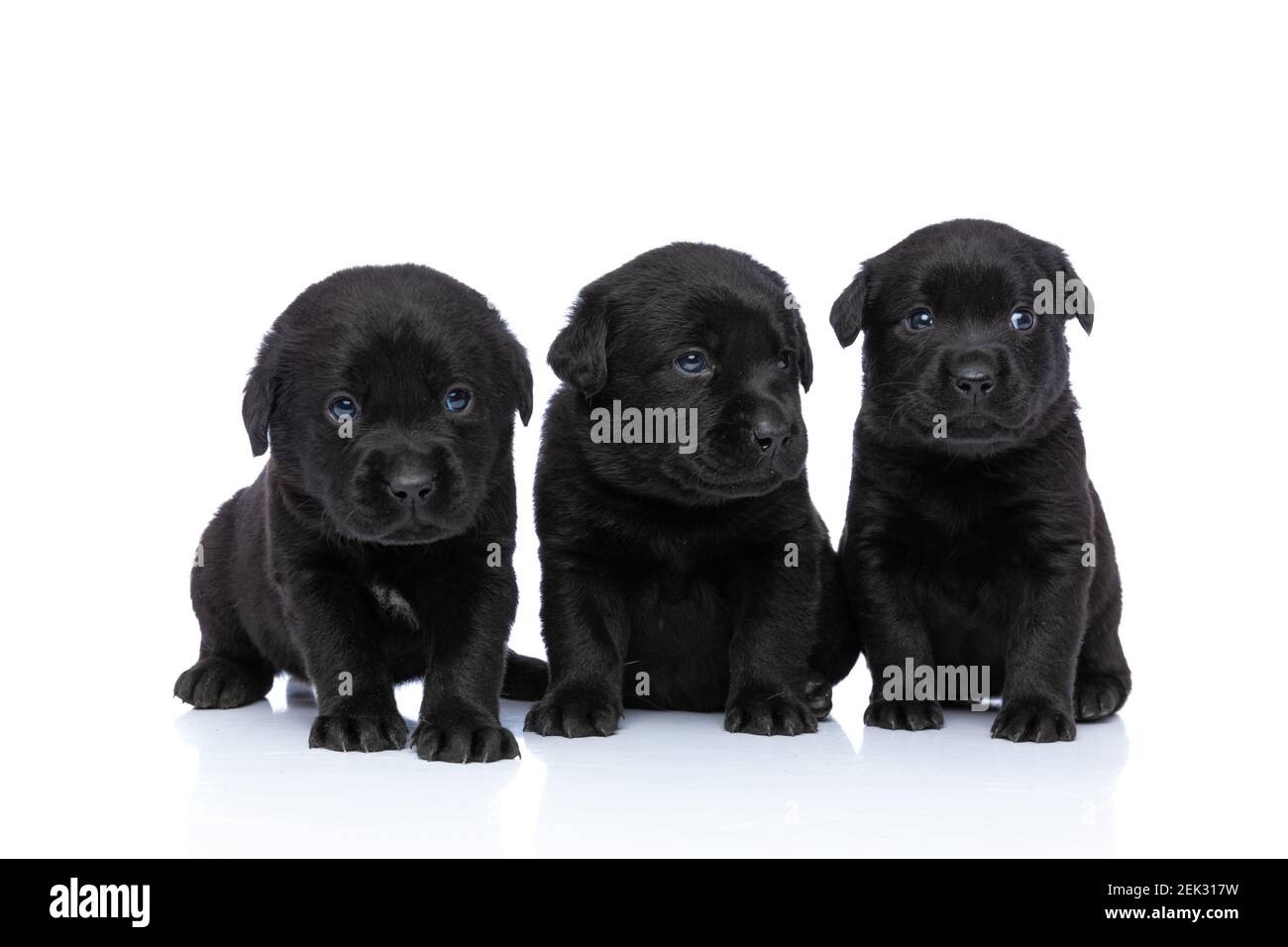 timid little group of labrador retriever puppies looking to side and ...