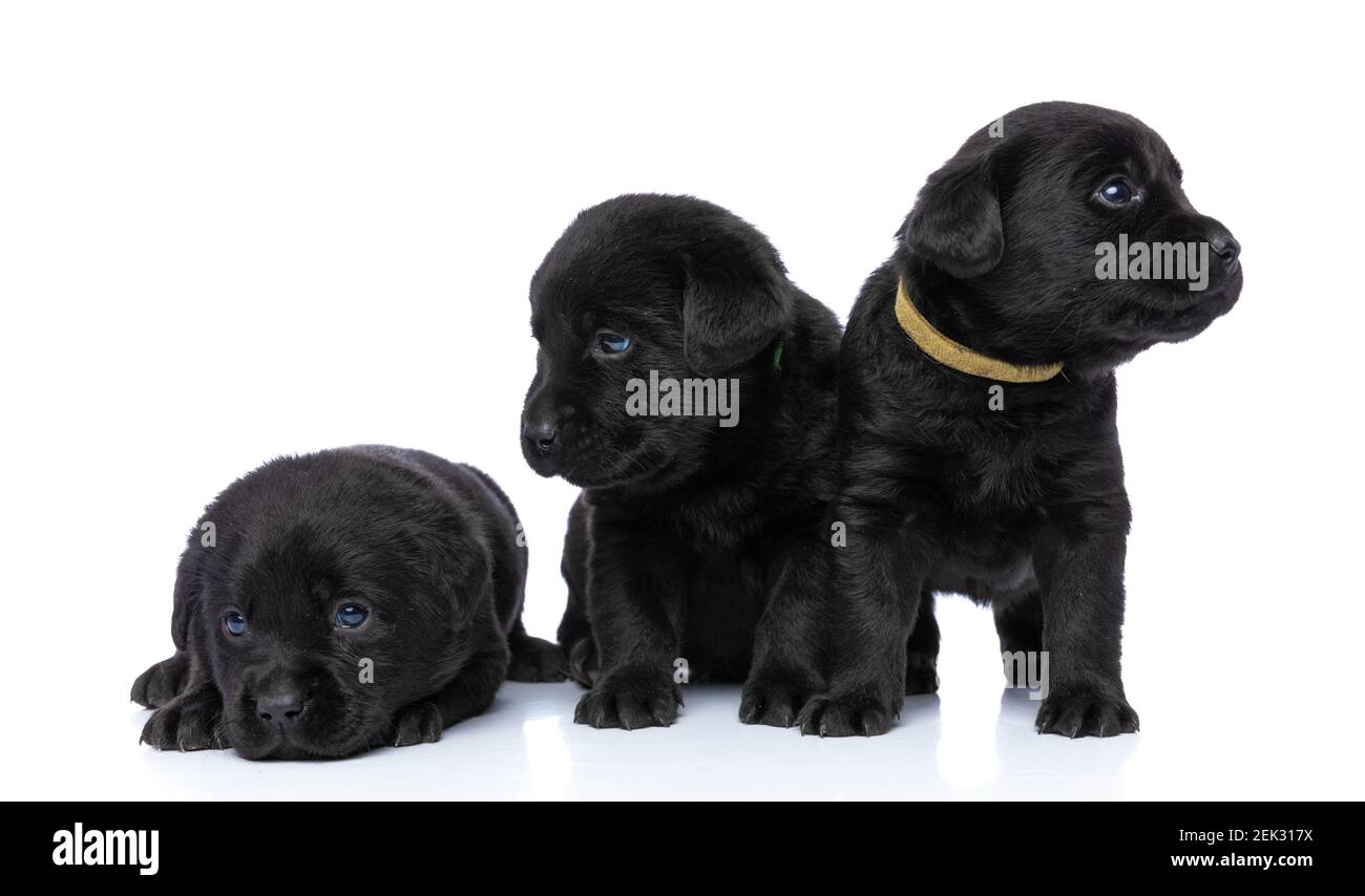 curious group of three adorable labrador retriever puppies looking to ...