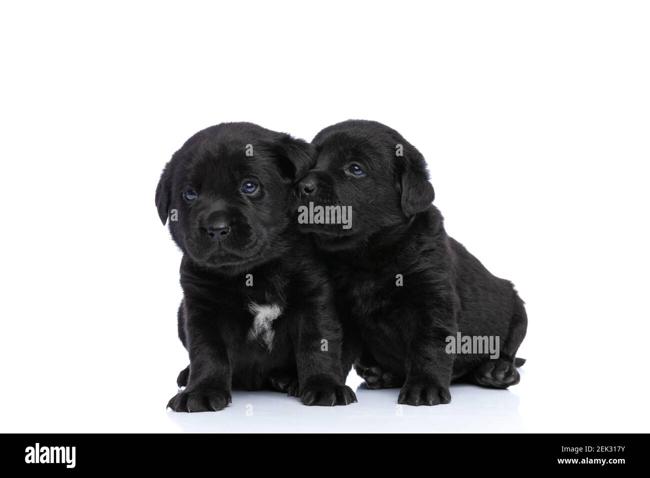 lovely couple of two labrador retriever dogs sitting next to each other ...