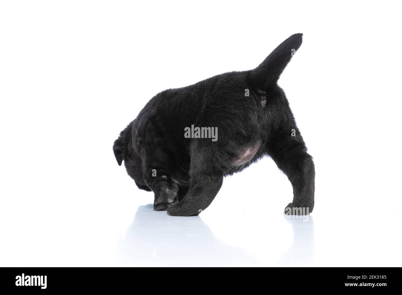 Rear view cute labrador retriever Cut Out Stock Images & Pictures - Alamy