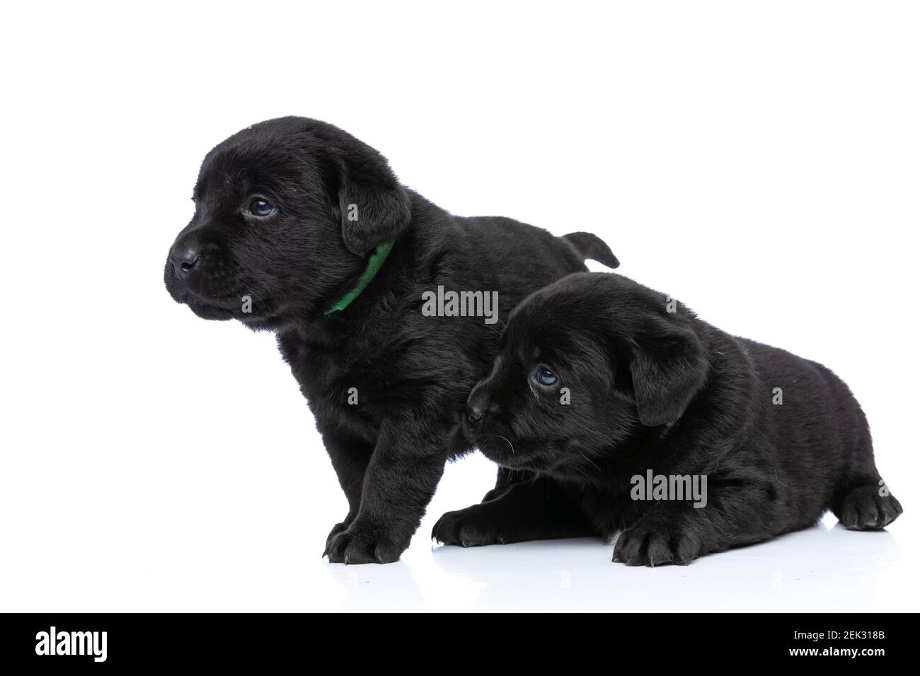 Labrador side view Cut Out Stock Images & Pictures - Alamy