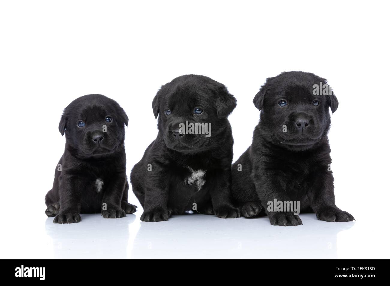 beautiful group of lovely labrador retriever puppies looking around and ...
