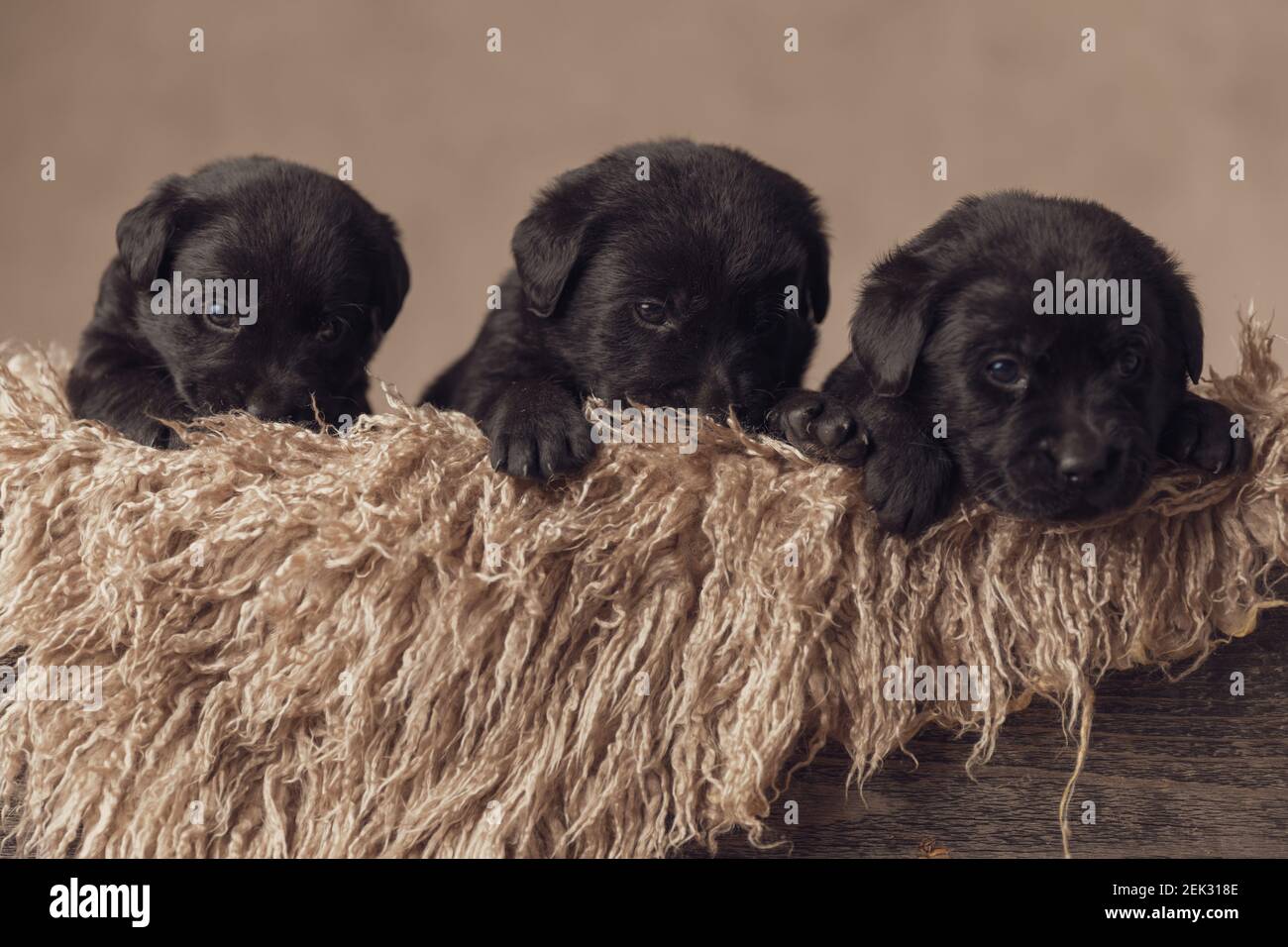 furry wooden box filled with three little labrador retriever puppies ...