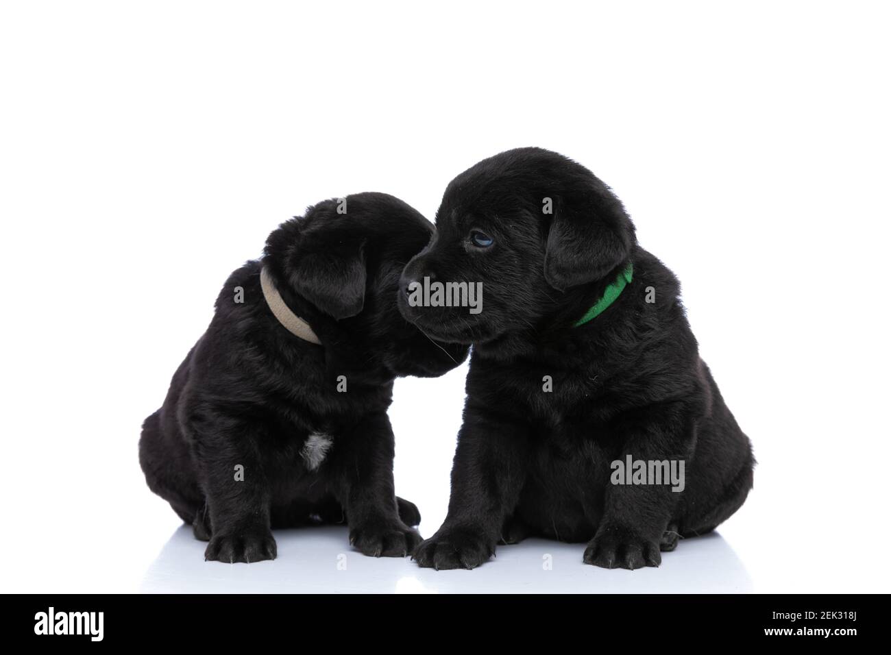 adorable couple of two labrador retriever puppies with collars kissing ...