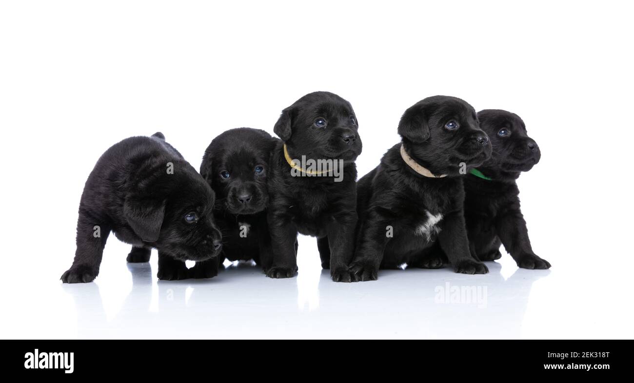 cute little labrador retriever dogs looking up and side, sitting ...