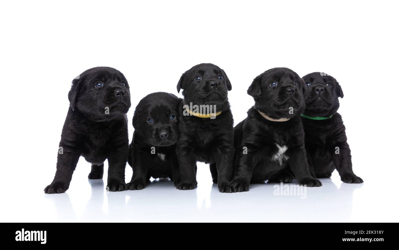 lovely line of five shy labrador retriever puppies looking up, wearing ...