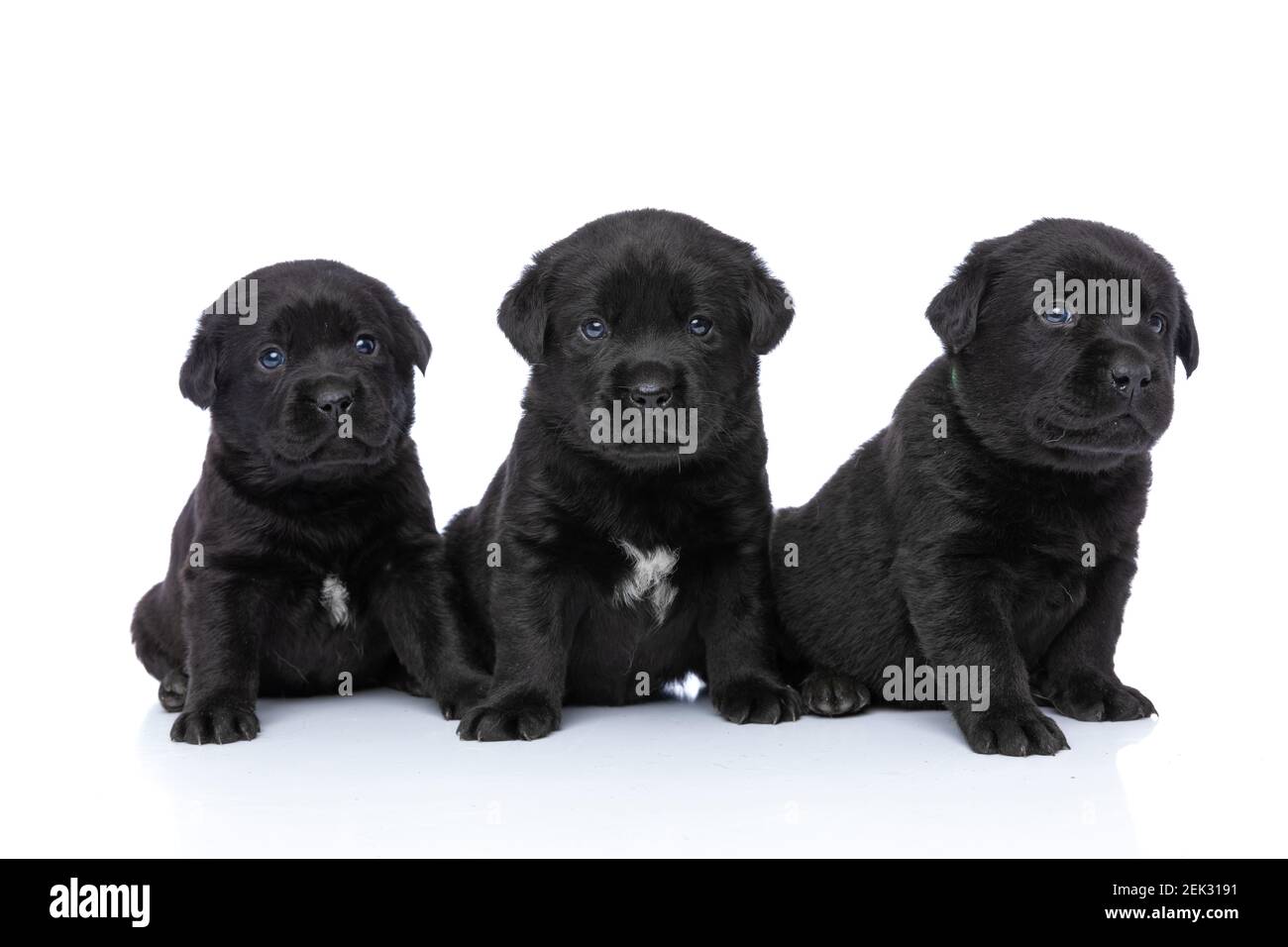 three adorable labrador retriever brothers looking up, posing and ...