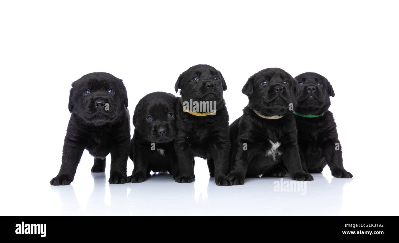 adorable family of small labrador retriever puppies looking up ...