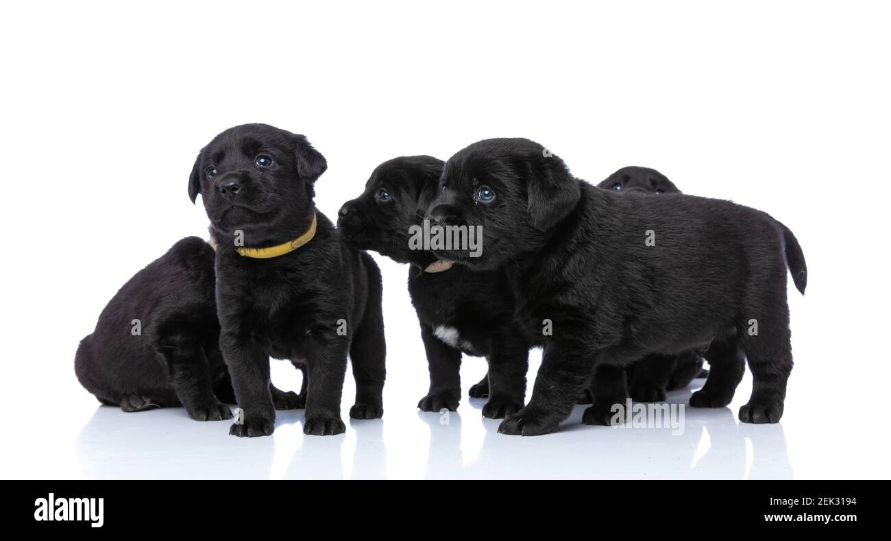 adorable group of labrador retriever dogs looking to side, standing ...