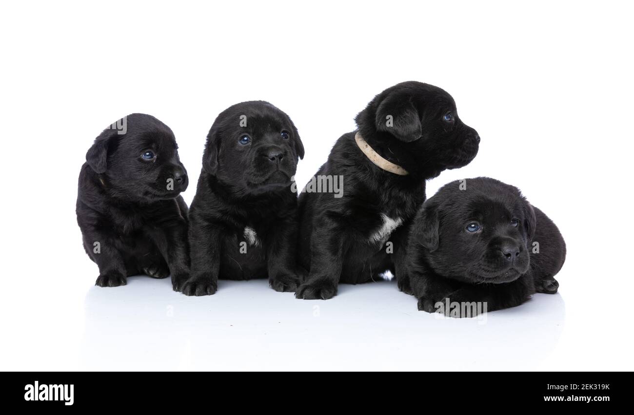 adorable labrador retriever group of puppies looking to side, sitting ...