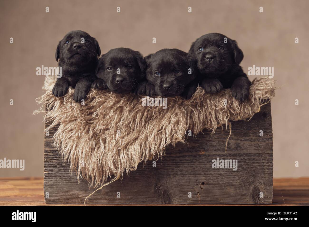 furry wooden box filled with four little labrador retriever dogs ...