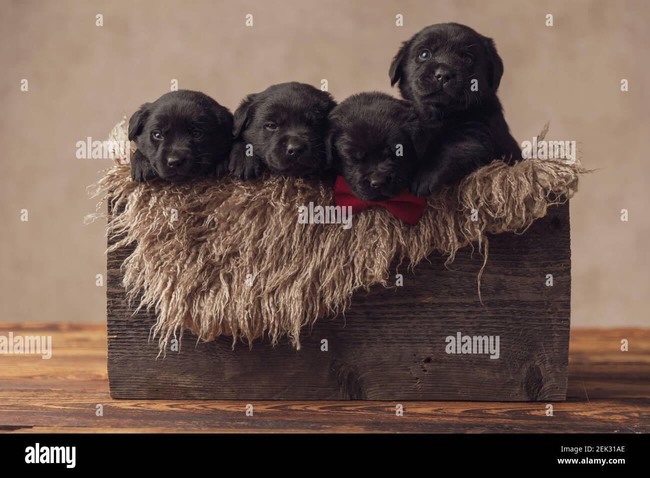 cute little labrador retriever group of puppies looking up and side ...