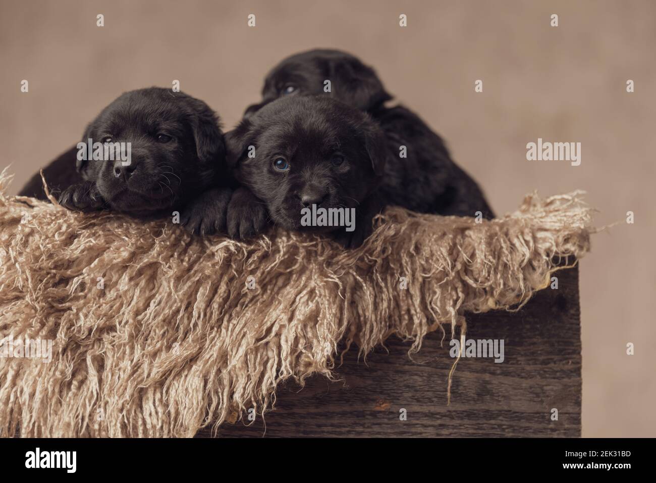 cute family of labrador retriever puppies resting in cozy furry wooden ...