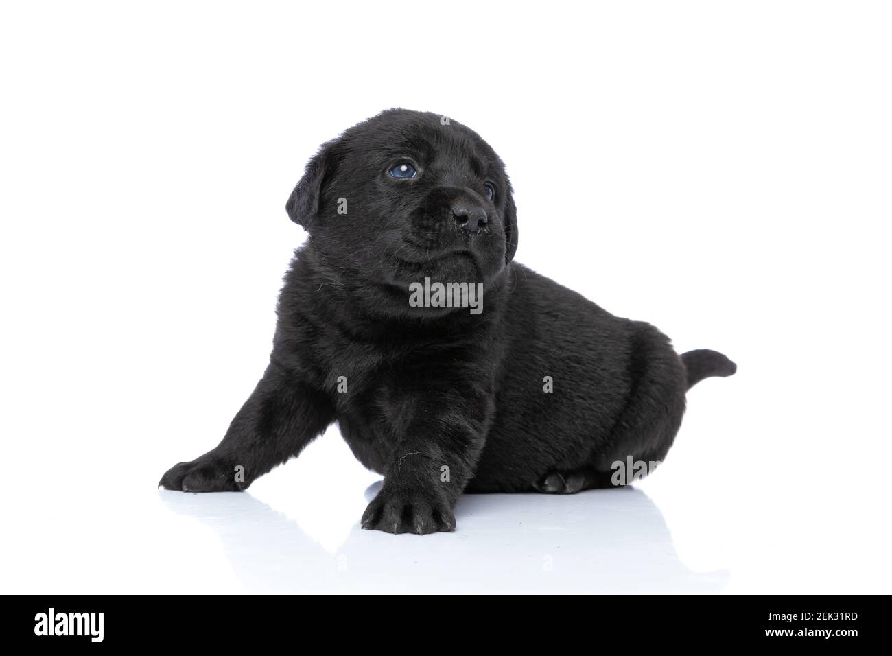 curious small labrador retriever dog looking up and sitting in a side ...