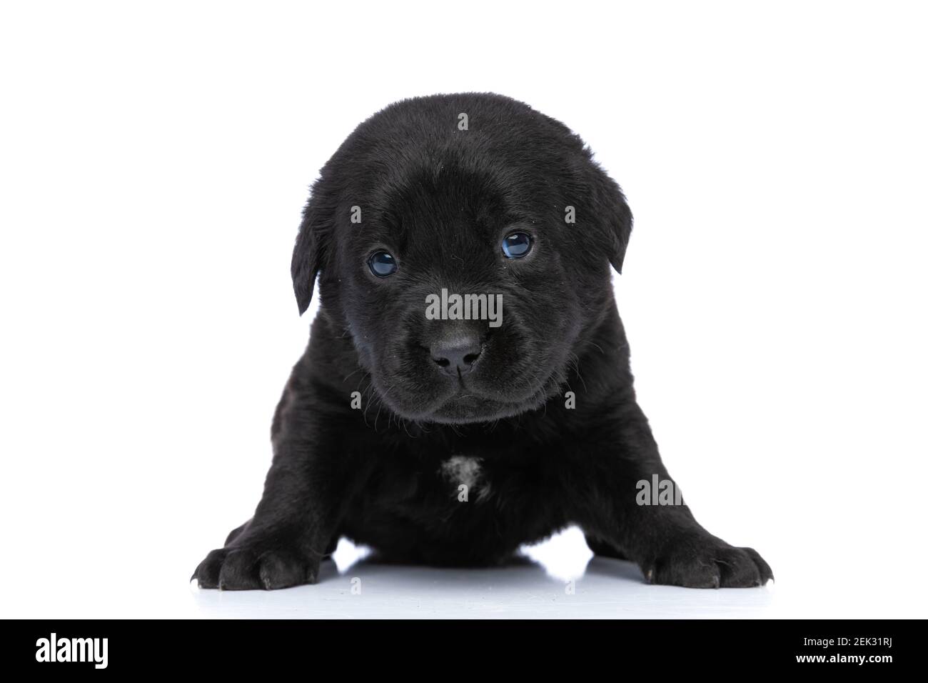 timid little labrador retriever puppy laying down isolated on white ...