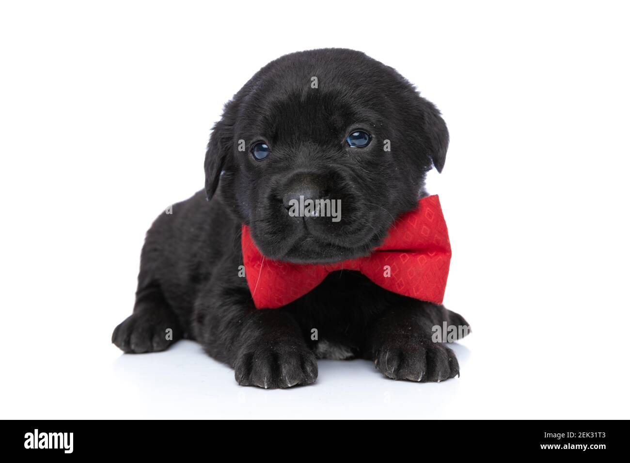 How Big Is A Lab Puppys Neck