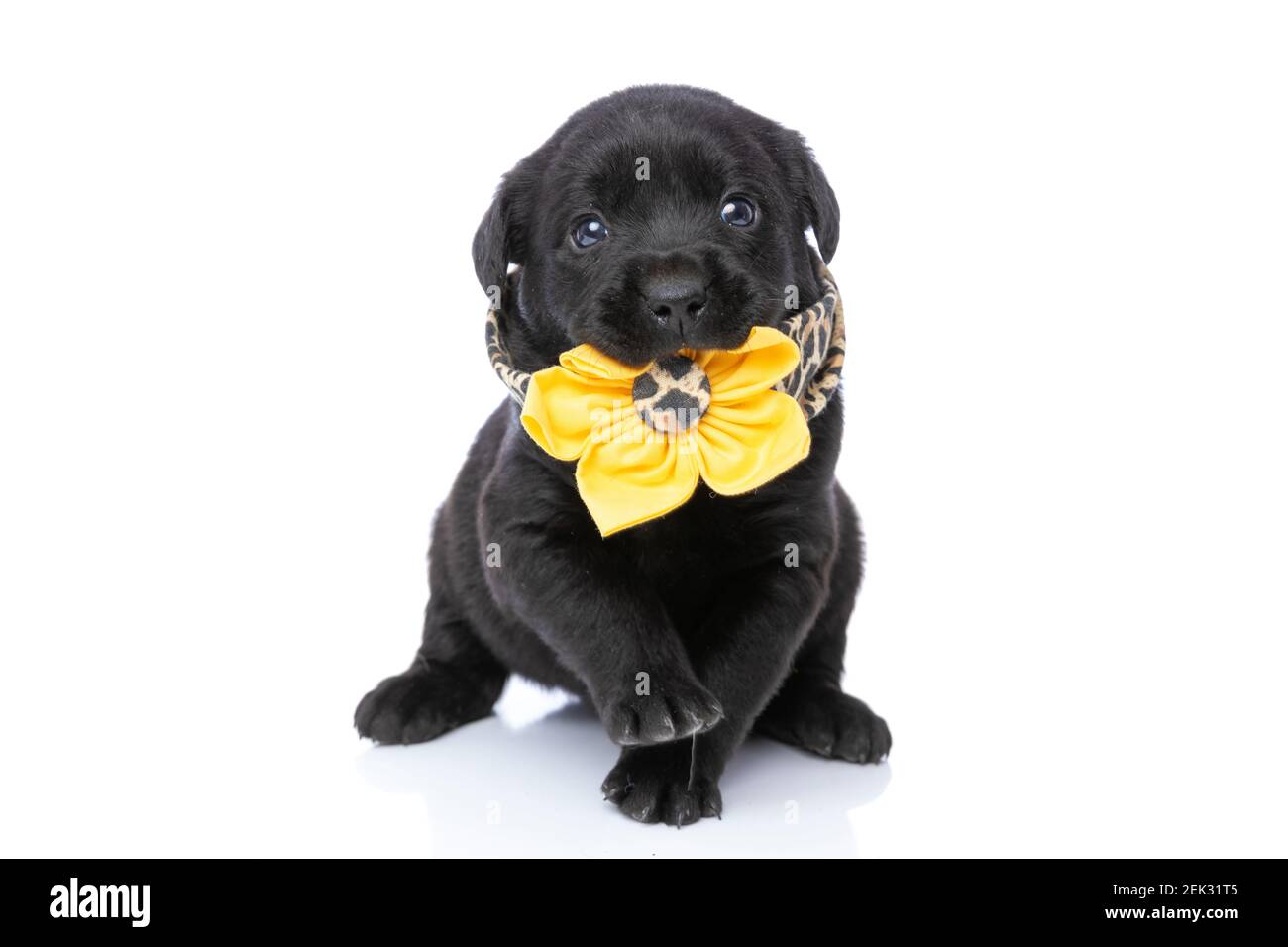 How Big Is A Lab Puppys Neck