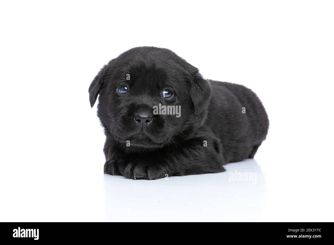 scared small labrador retriever puppy looking to side and laying down ...