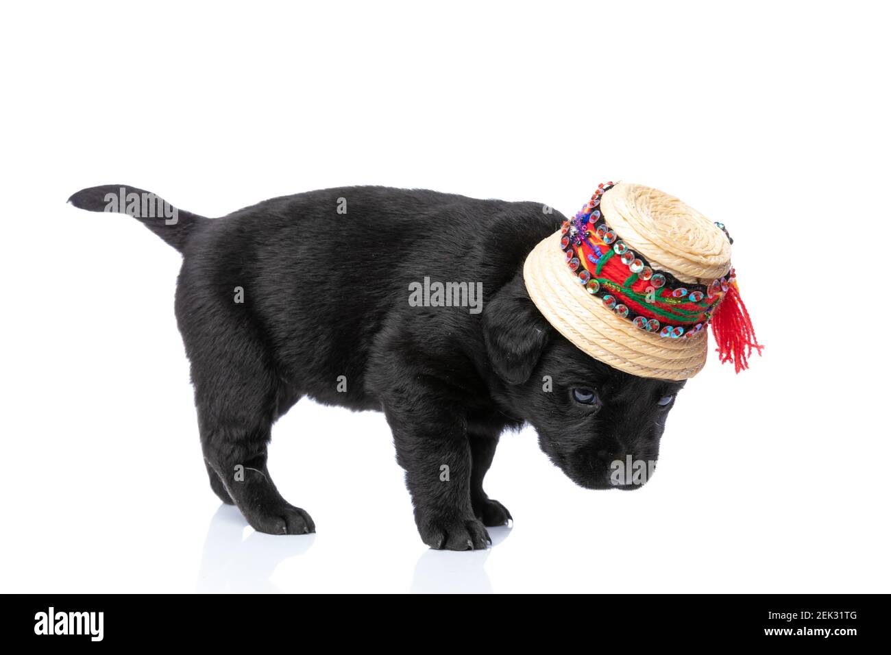side view of cute labrador retriever puppy wearing traditional hat and ...