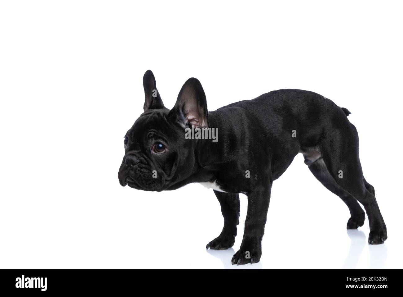 side view of timid small french bulldog puppy looking up and standing ...