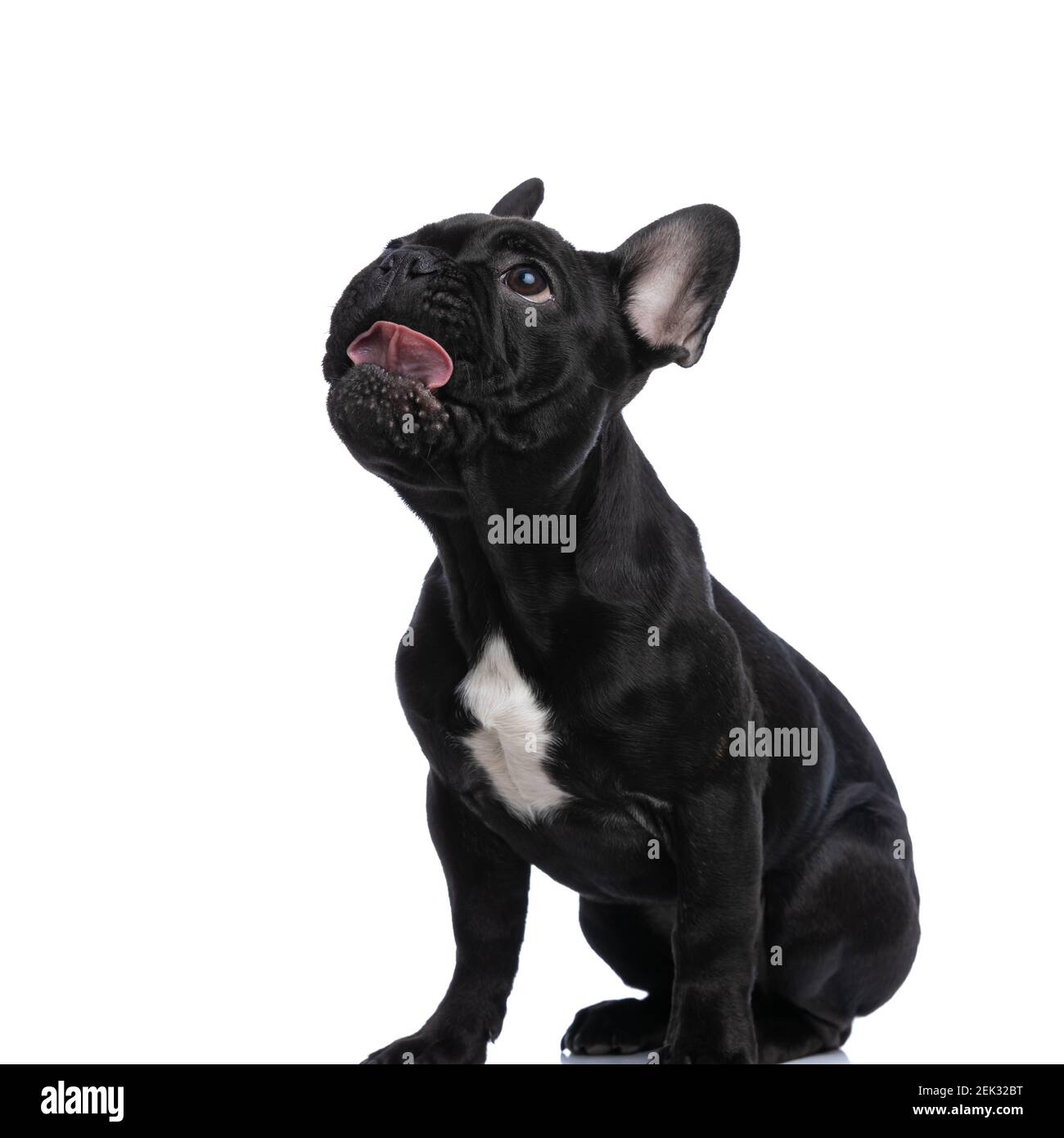 hungry small frenchie puppy licking nose, looking up and asking for ...